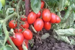 Description de la tomate tomate tomate, caractéristiques de la croissance et des soins