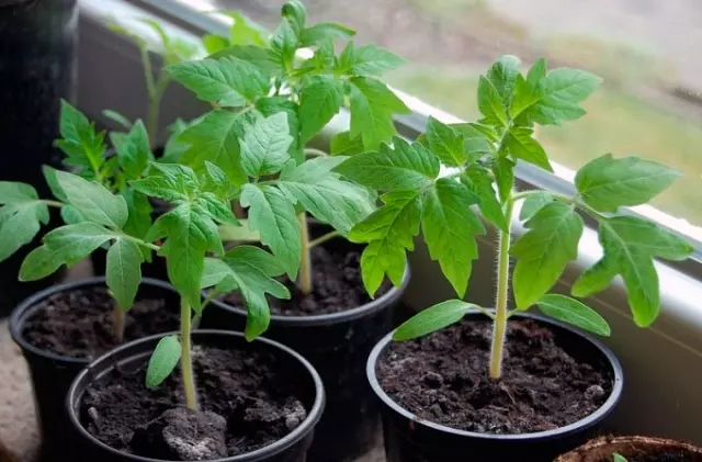 Piantine di pomodoro