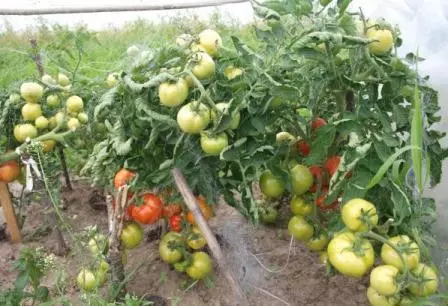 תשואה מוכנה