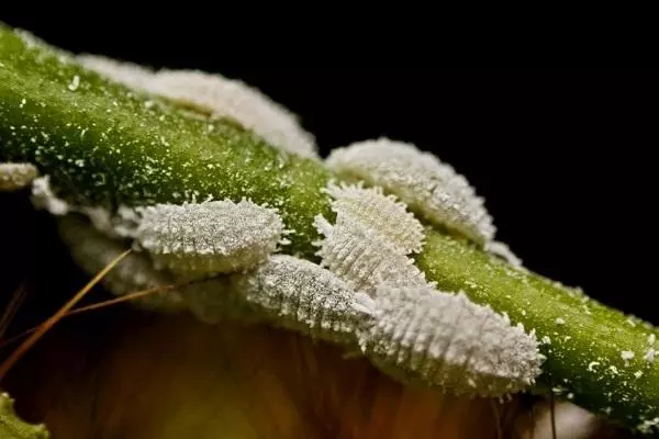 mealybug.