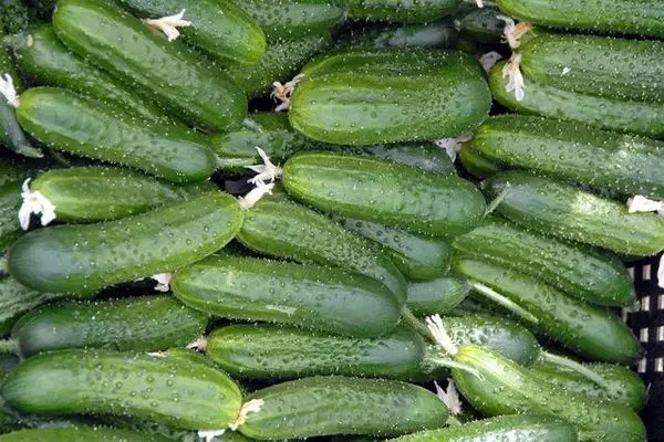 Ọpọlọpọ awọn cucumbers