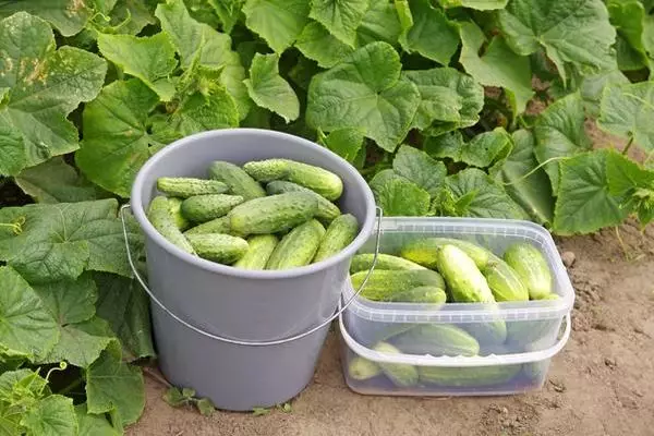 Awọn cucumbers ti dagba