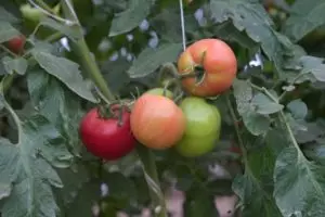 Keterangan pelbagai tomato spring utara, penanaman dan hasilnya