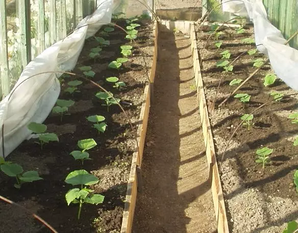 Seedlings fan komkommers yn 'e glêstún