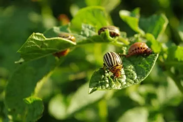 ಜೀರುಂಡೆಗಳು ಕುಳಿತಿವೆ