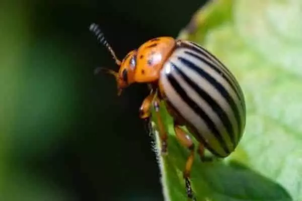 ಬೀಟಲ್ ಆಲೂಗಡ್ಡೆ ತಿನ್ನುತ್ತದೆ