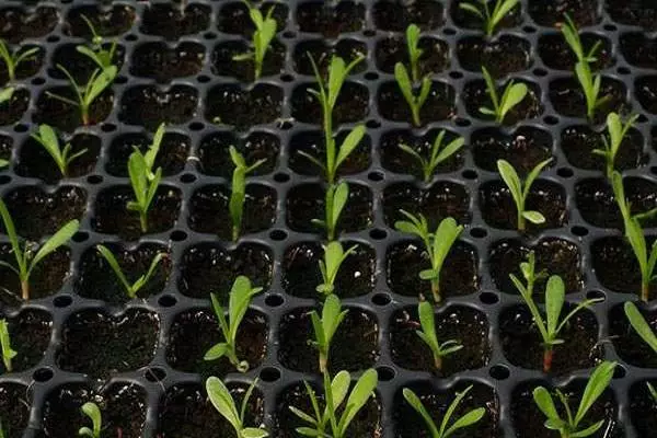 Pag-aalaga sa mga seedlings