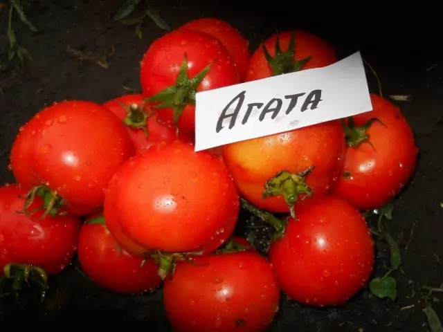 Tomato Agata
