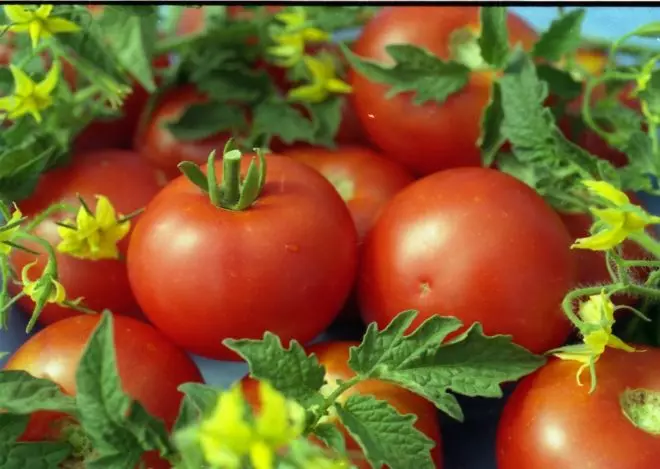 Pomidor ak guýulýar