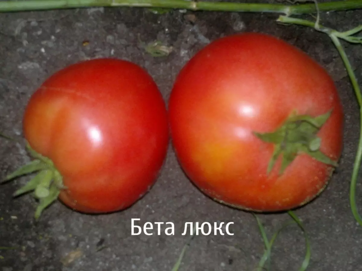 Tomate Betalux.