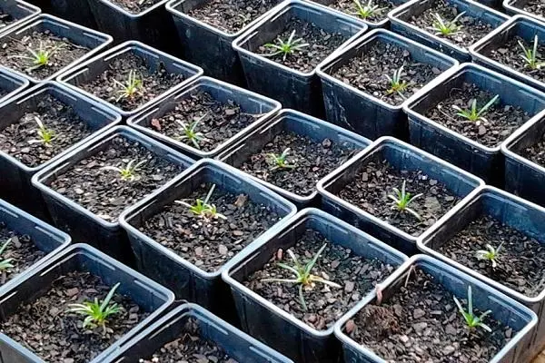 Sarin Seedlings