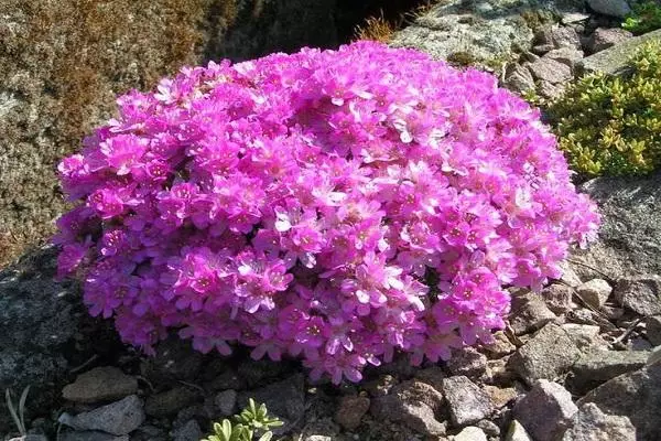 Armery aitipéir-leaved