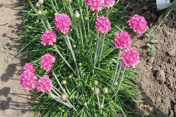 Pianta per giardino