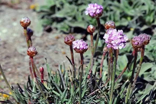 Blomstersjukdom