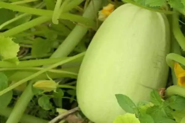 Aladodo zucchini