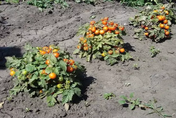 Tomater i hagen