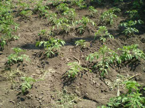 Σπορόφυτα ντομάτας στον κήπο