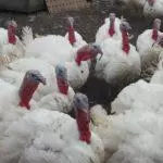 Ma turkeys amakhala kumapazi awo: chochita ndi kuyambitsa matenda, chithandizo ndi kupewa 1228_11