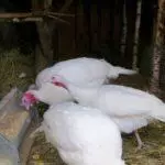 Turkeys inogara pamakumbo avo: zvekuita uye kukonzera hosha, kurapwa uye kudzivirira 1228_13