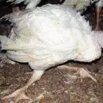 Пуйки седят на крака: какво да правят и причиняват заболявания, лечение и превенция 1228_2
