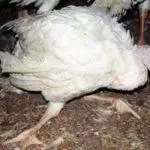 Ma turkeys amakhala kumapazi awo: chochita ndi kuyambitsa matenda, chithandizo ndi kupewa 1228_2