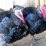 Ma turkeys amakhala kumapazi awo: chochita ndi kuyambitsa matenda, chithandizo ndi kupewa 1228_8