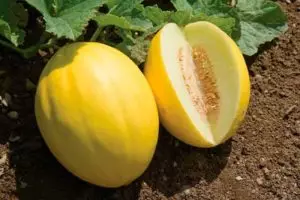 Mitemo yekukura uye yekutarisira melons mune yakavhurika ivhu kune yakanaka chirimwa