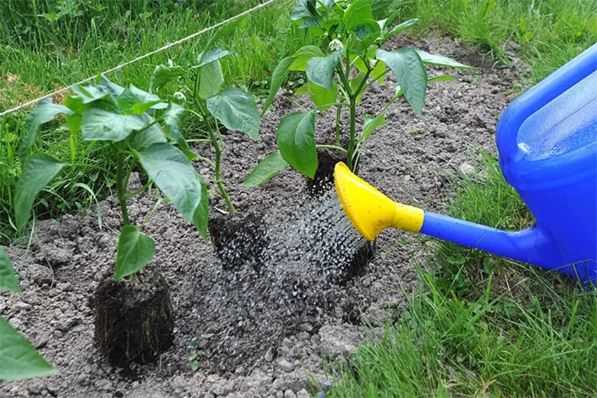 Bewässerung von Pfeffer im Garten