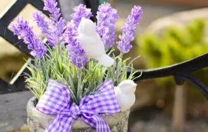 Properti sing migunani lan contraindications of lavender kanggo awak, fitur aplikasi