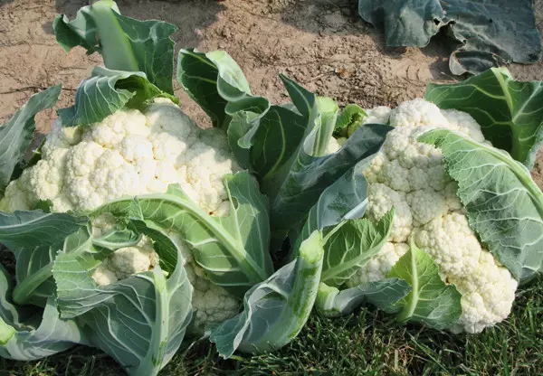 Cauliflower nyob rau hauv lub vaj