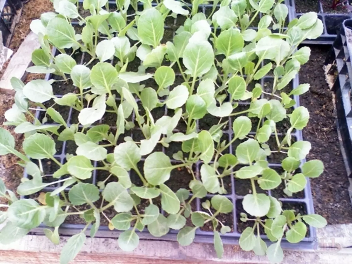 Seedling farin kabeji