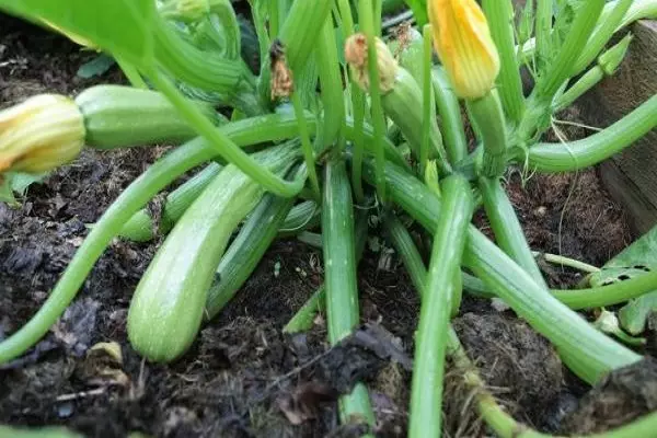 Shin zai yiwu a yanka ganye daga zucchini kuma ko ya zama dole a yi shi da bidiyo