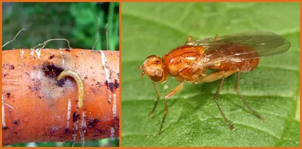 ಕ್ಯಾರೆಟ್ ಫ್ಲೈ