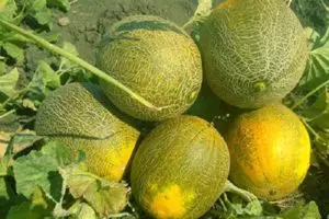 Beskrywing Melon Cinderella Verskeidenheid, sy eienskappe en opbrengs