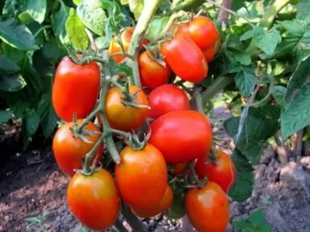 ٹماٹر نمونے معجزہ