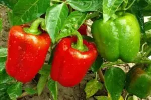 克劳迪奥胡椒品种的特征和描述