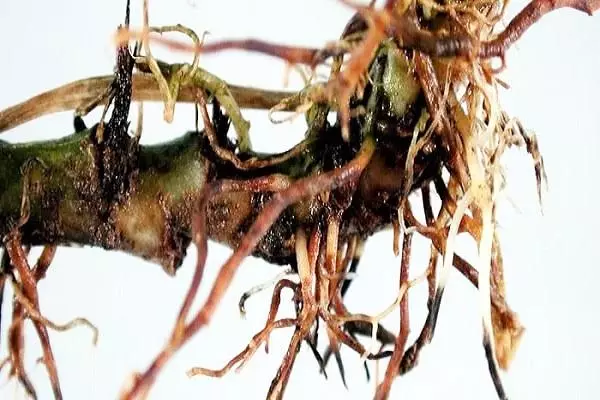 Root Rot.