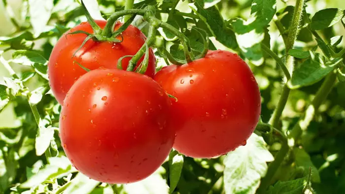 Misterio de tomate