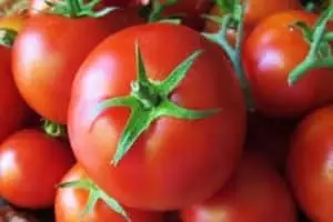 टोमॅटो सुल्तान प्रजाती आणि केअर वैशिष्ट्यांचे वर्णन