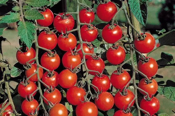Variedad de tomate