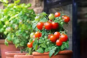 Tomātu Robin tomātu Robin apraksts, augšanas un aprūpes iezīmes