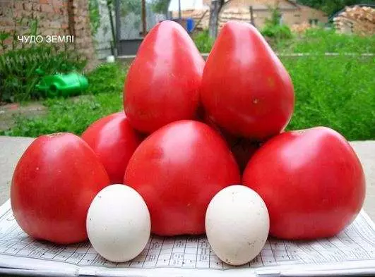 Улаан лооль нь өндөгтэй харьцуулж үздэг