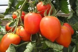 Karakteristik ak deskripsyon nan tomat Holmingbird a