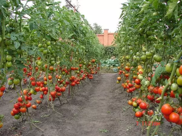 庭の背の高いトマト