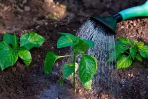 Hoe vaak en bij het drenken van peper in de open grond en de kas