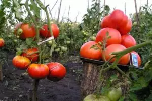 Beschreiwung Tomato Varietéiten Sprint Timer a seng Charakteristiken