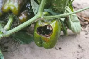 Why rot and black peppers on a bush in a greenhouse and what to do