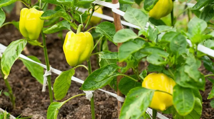 Pepper in open soil