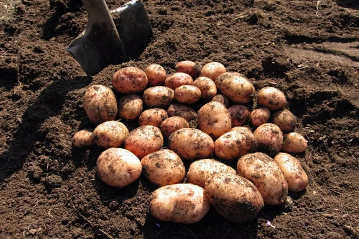 Pozemok pod zemiakmi