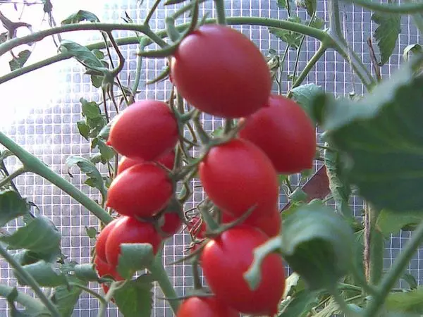 Pomidorų vyšnių IRA į Teplice
